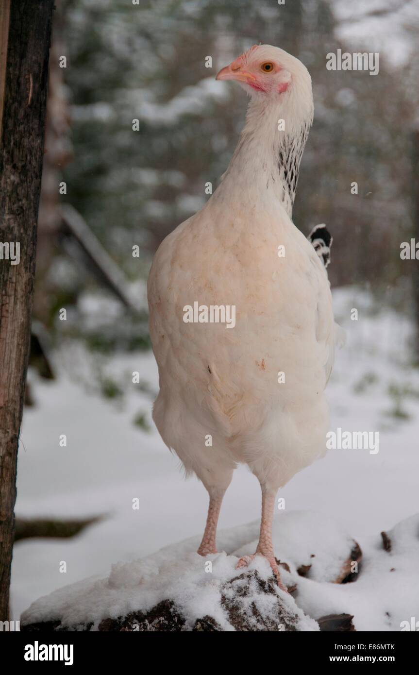 Pure bred chicken hi-res stock photography and images - Alamy