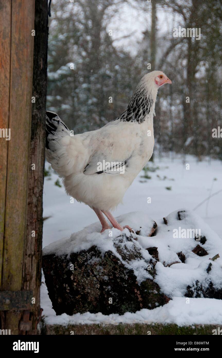 A chicken on a snowy farm Stock Photo - Alamy