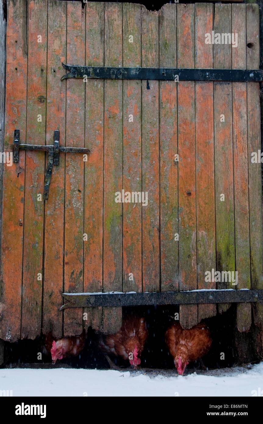 Chickens coming underneath a barn door Stock Photo - Alamy