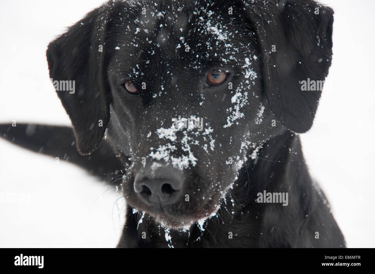 A portrait of a dog with snow on its face Stock Photo - Alamy