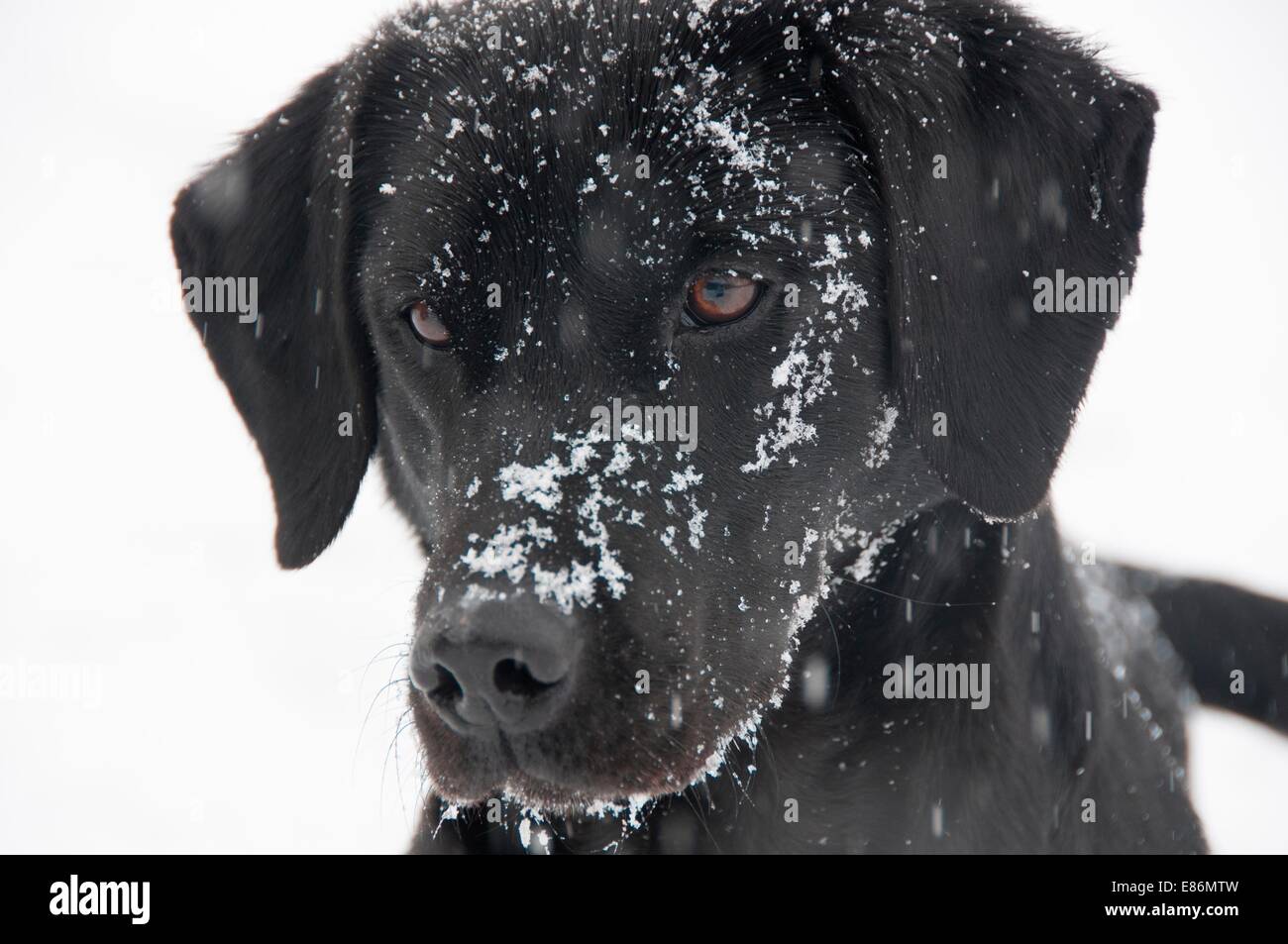 A portrait of a dog with snow on its face Stock Photo - Alamy