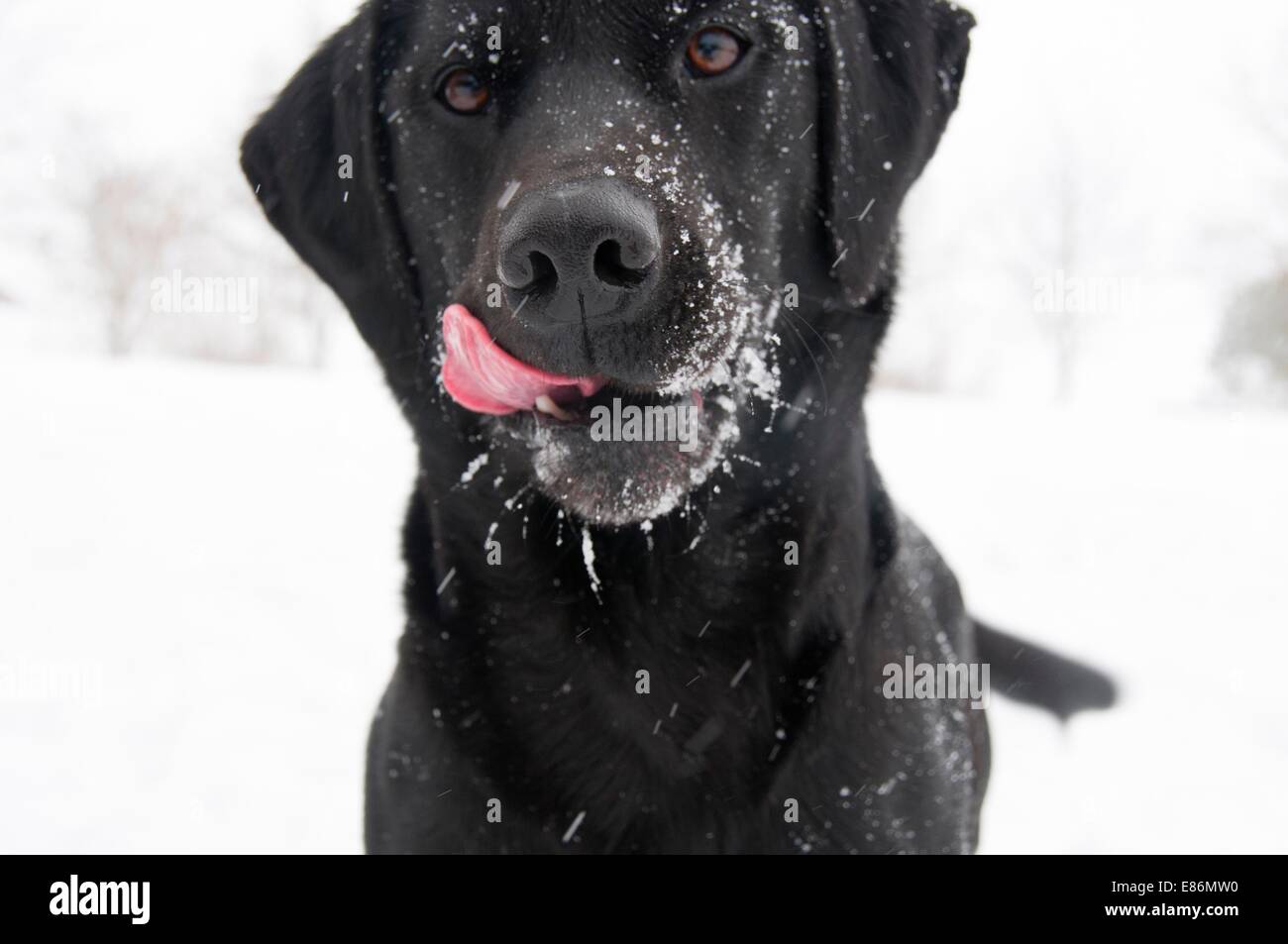 A portrait of a dog with snow on its face Stock Photo - Alamy