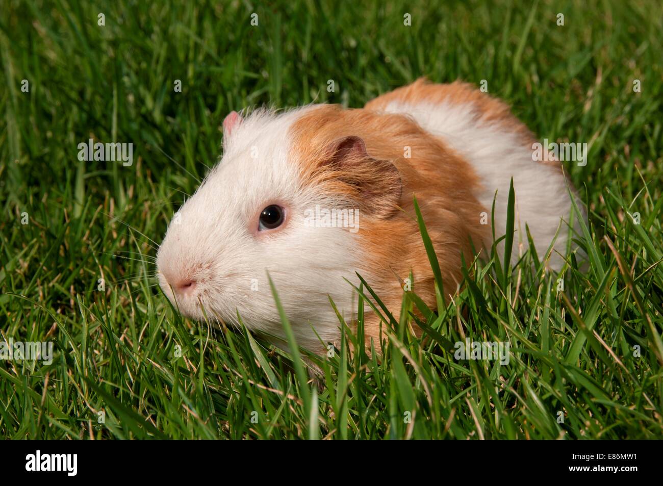 A guinea pig in a field Stock Photo - Alamy