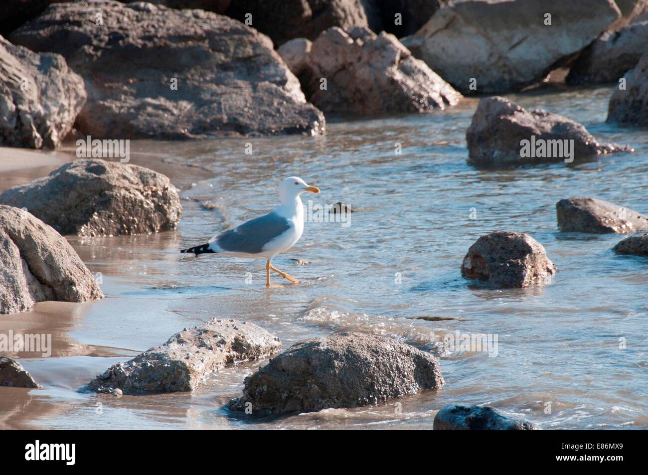 Seaguls at the beach Stock Photo - Alamy