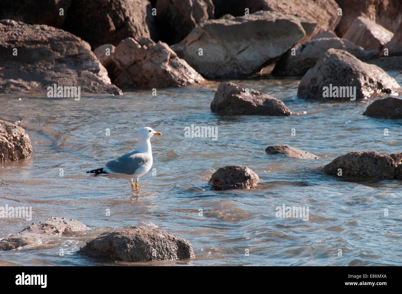 Seaguls at the beach Stock Photo - Alamy
