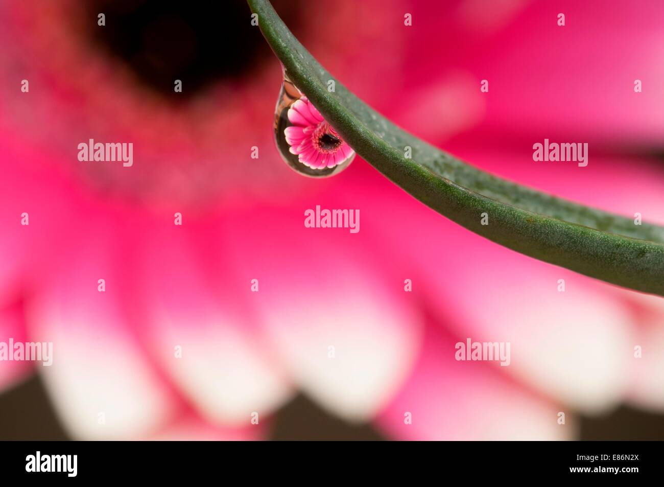 A water droplet on a flower Stock Photo - Alamy