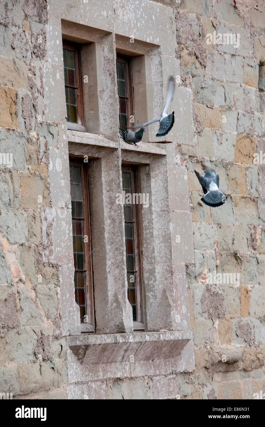 Pidgeons on a window Stock Photo - Alamy