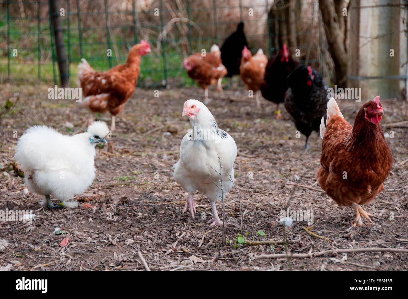 Rhode island red chicken with farmer hi-res stock photography and ...