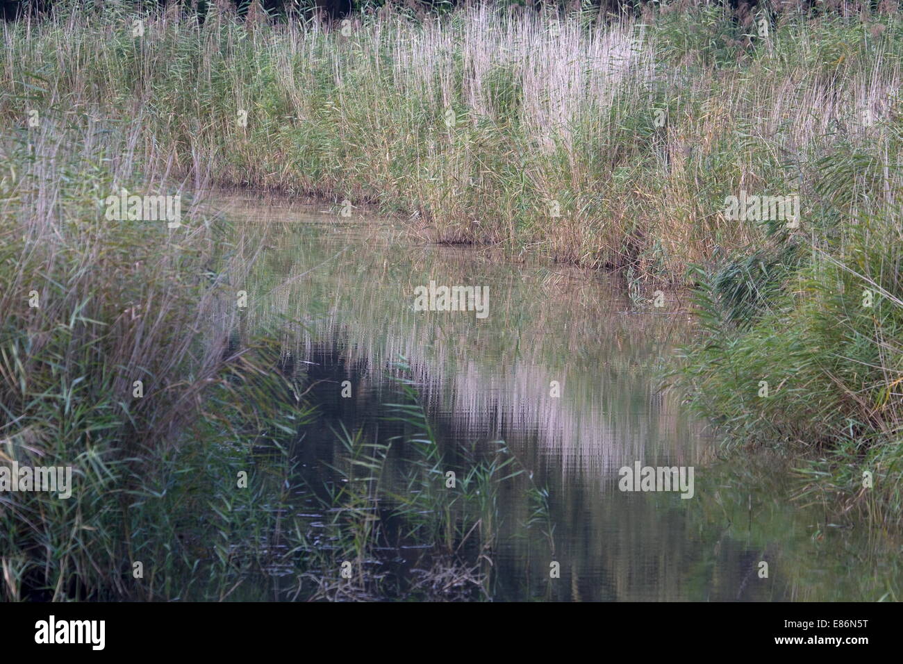 Reflections nature pond reeds water hi-res stock photography and images ...