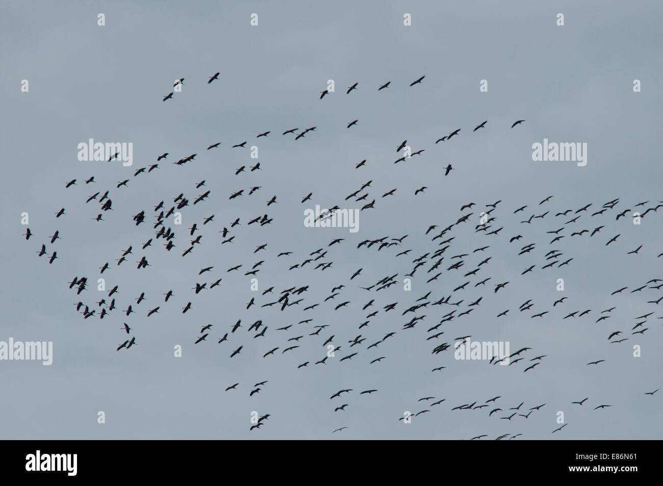 Birds flying in circle hi-res stock photography and images - Alamy