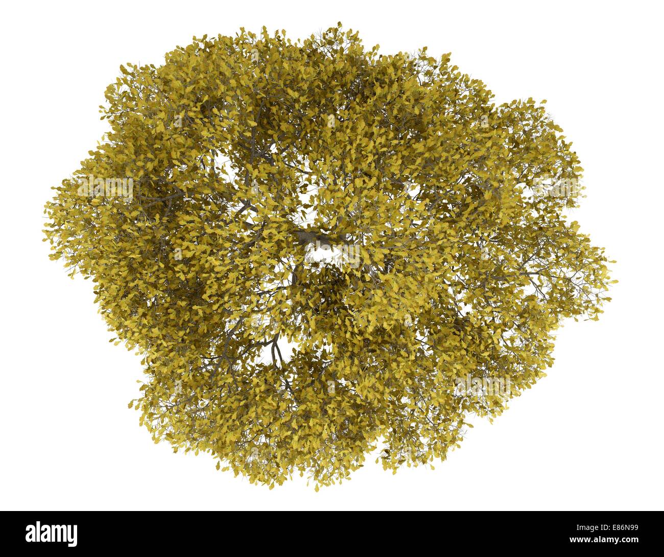 top view of fall english oak tree isolated on white background Stock ...