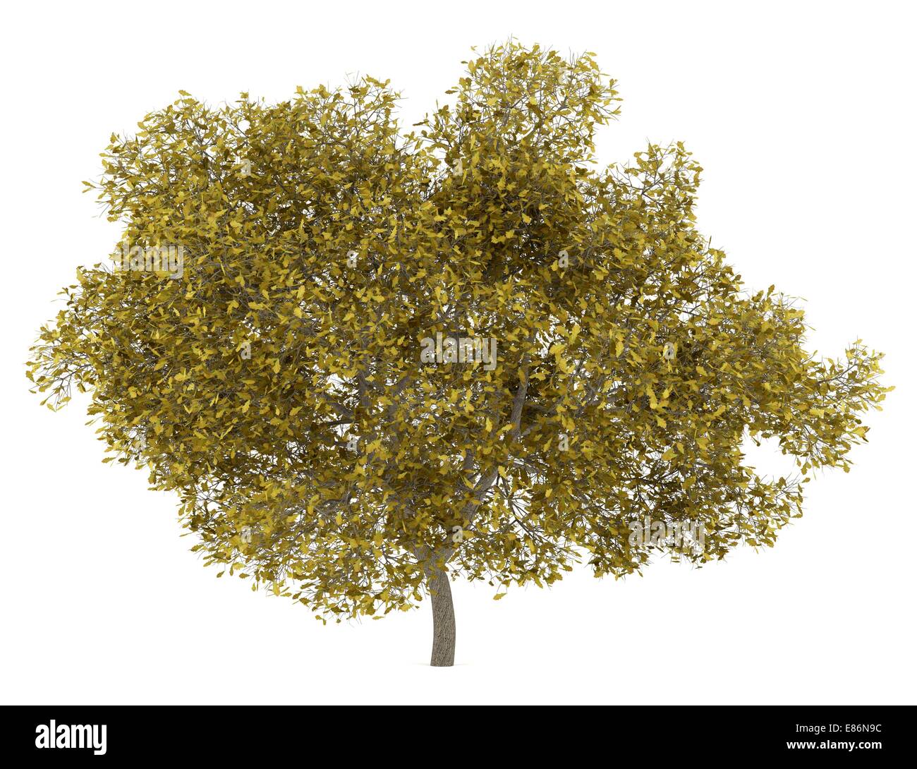 fall english oak tree isolated on white background Stock Photo - Alamy