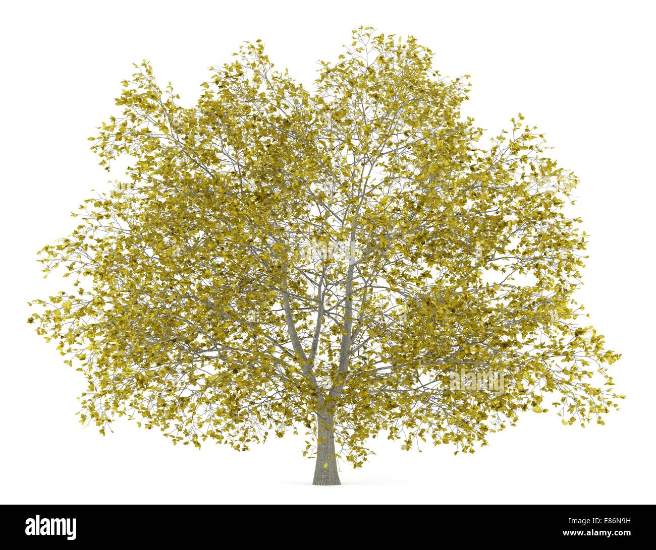 fall american beech tree isolated on white background Stock Photo - Alamy