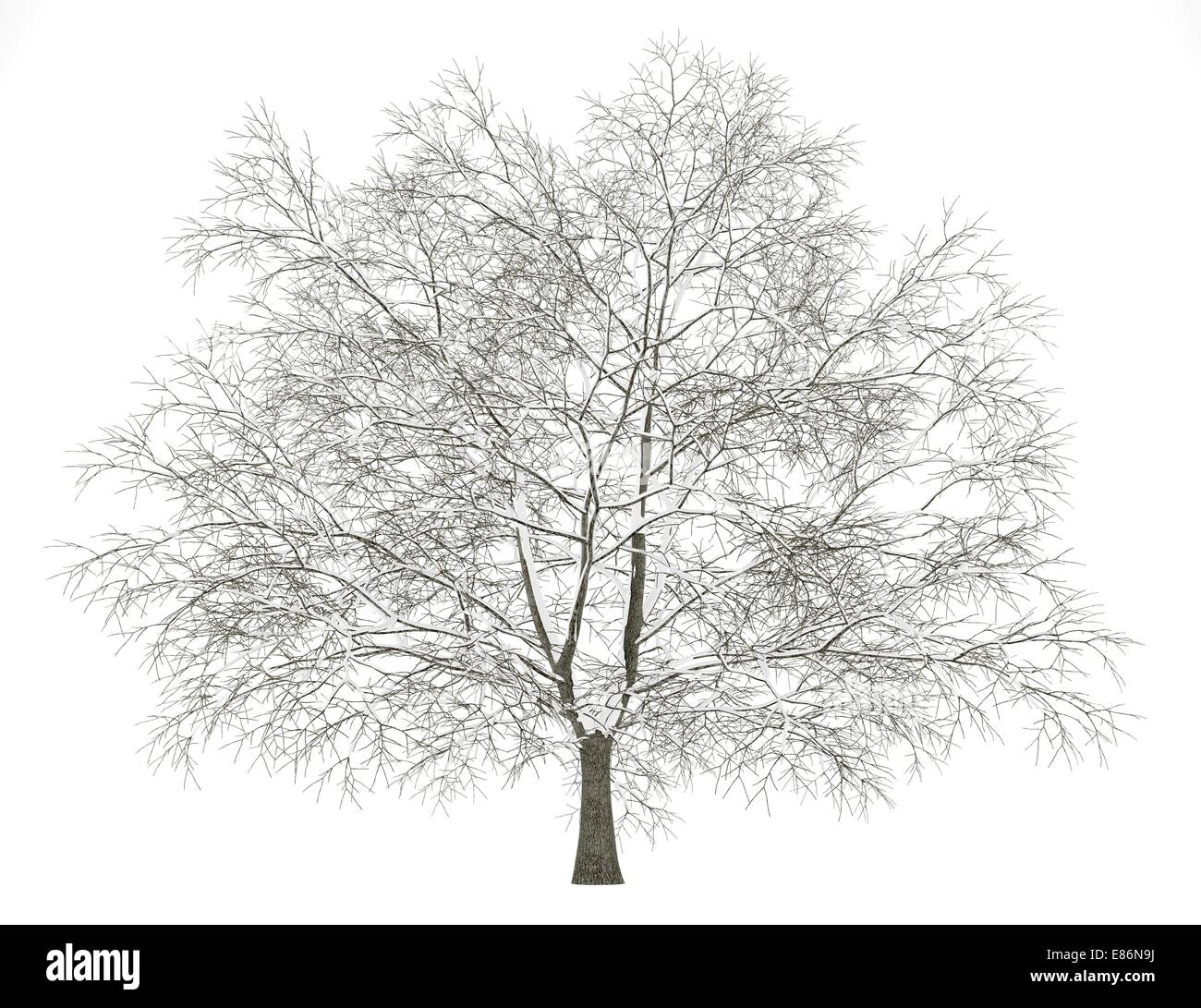 winter american beech tree isolated on white background Stock Photo - Alamy