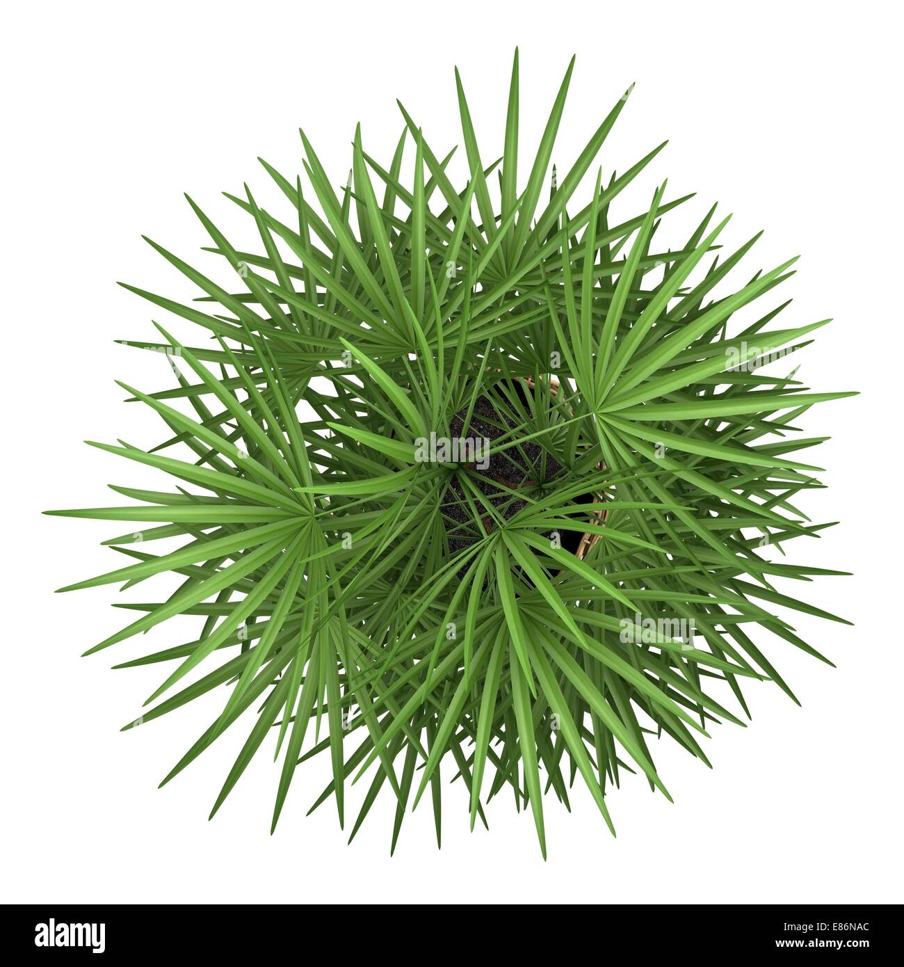 top view of palm tree in pot isolated on white background Stock Photo ...