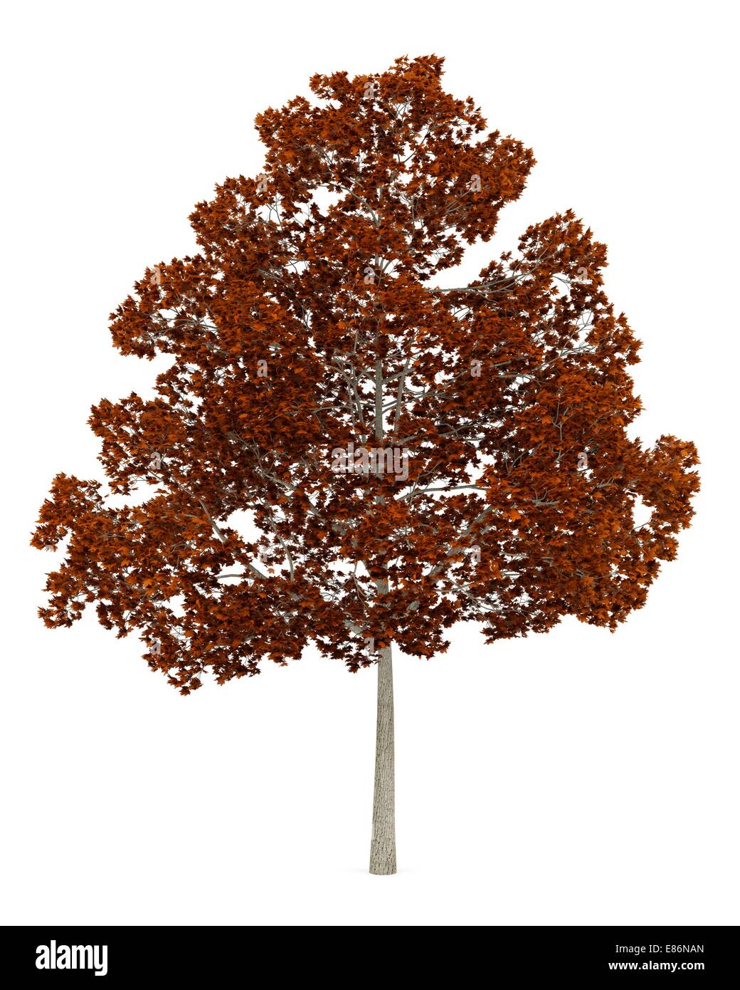 fall norway maple tree isolated on white background Stock Photo - Alamy