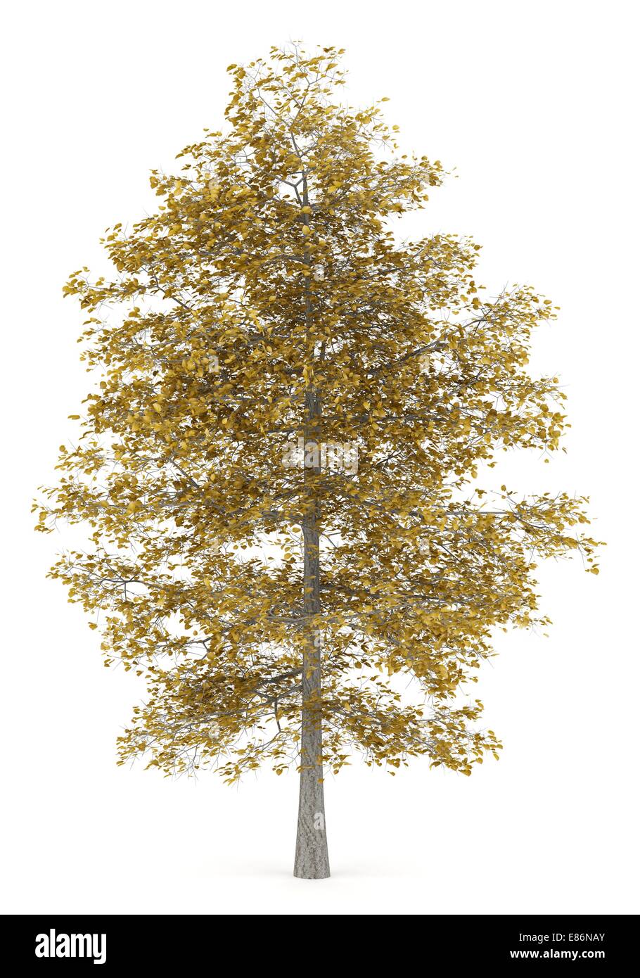 fall common lime tree isolated on white background Stock Photo - Alamy