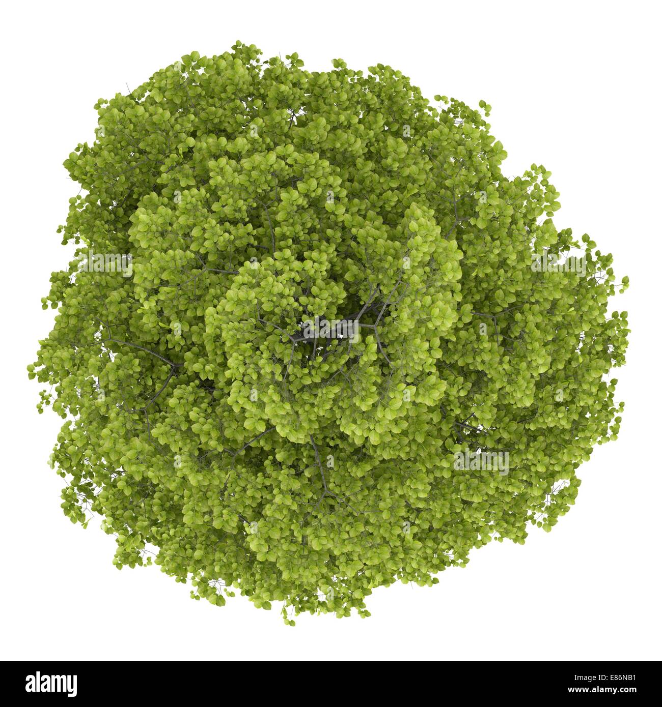 top view of common lime tree isolated on white background Stock Photo ...