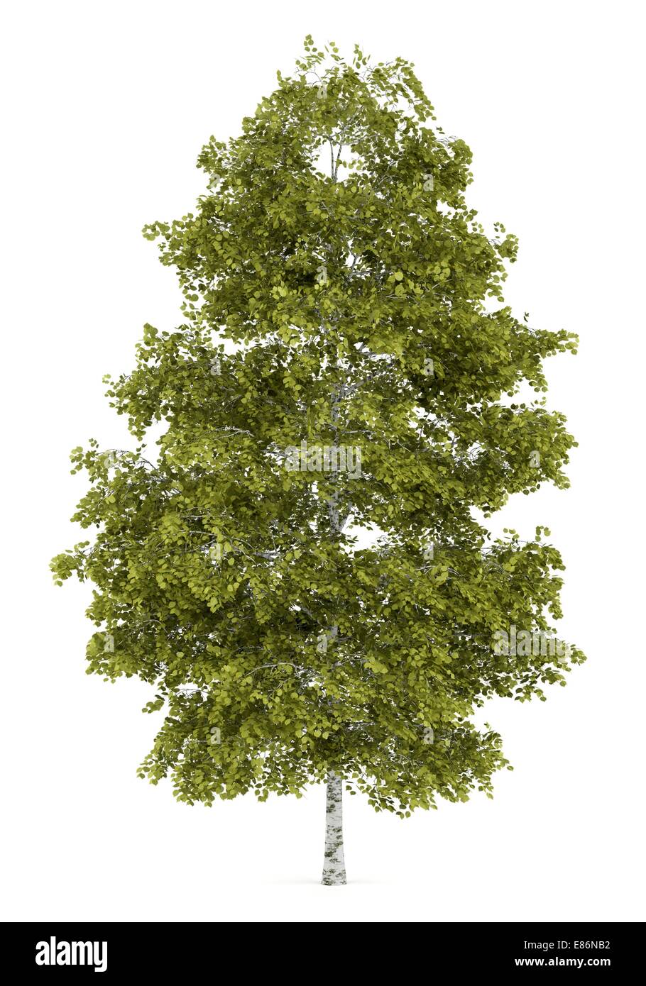 birch tree isolated on white background Stock Photo - Alamy