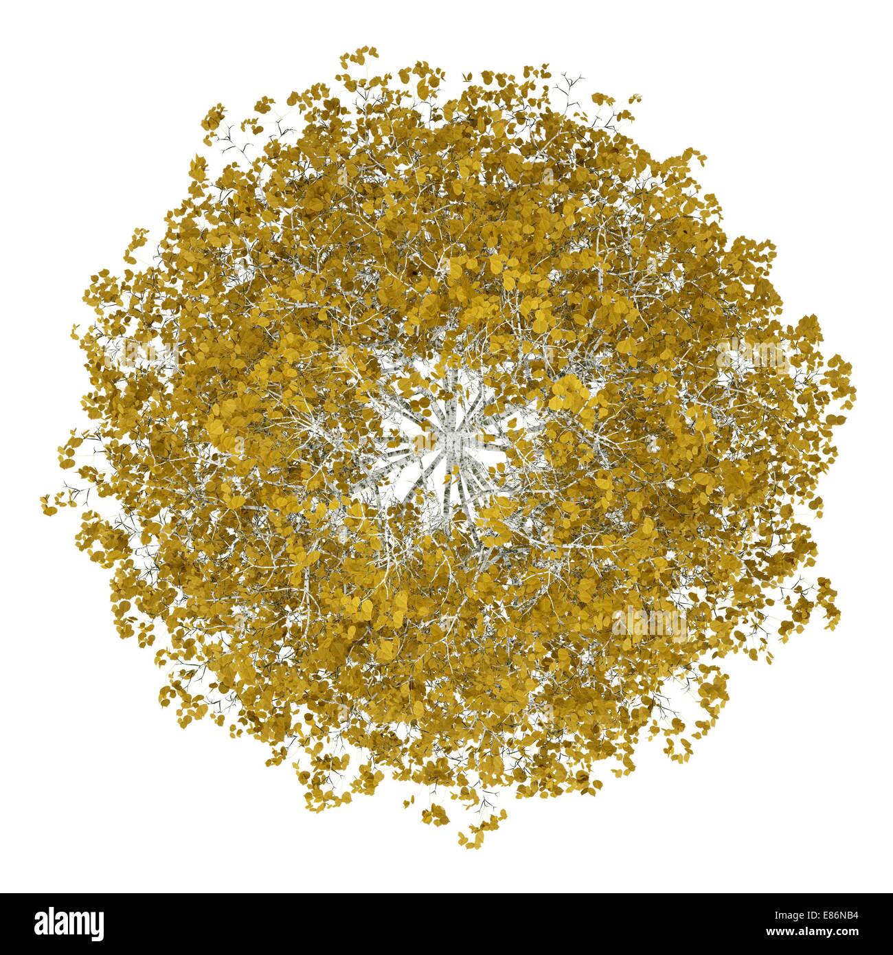 top view of fall birch tree isolated on white background Stock Photo ...