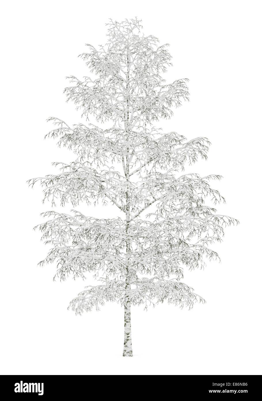 winter birch tree isolated on white background Stock Photo - Alamy