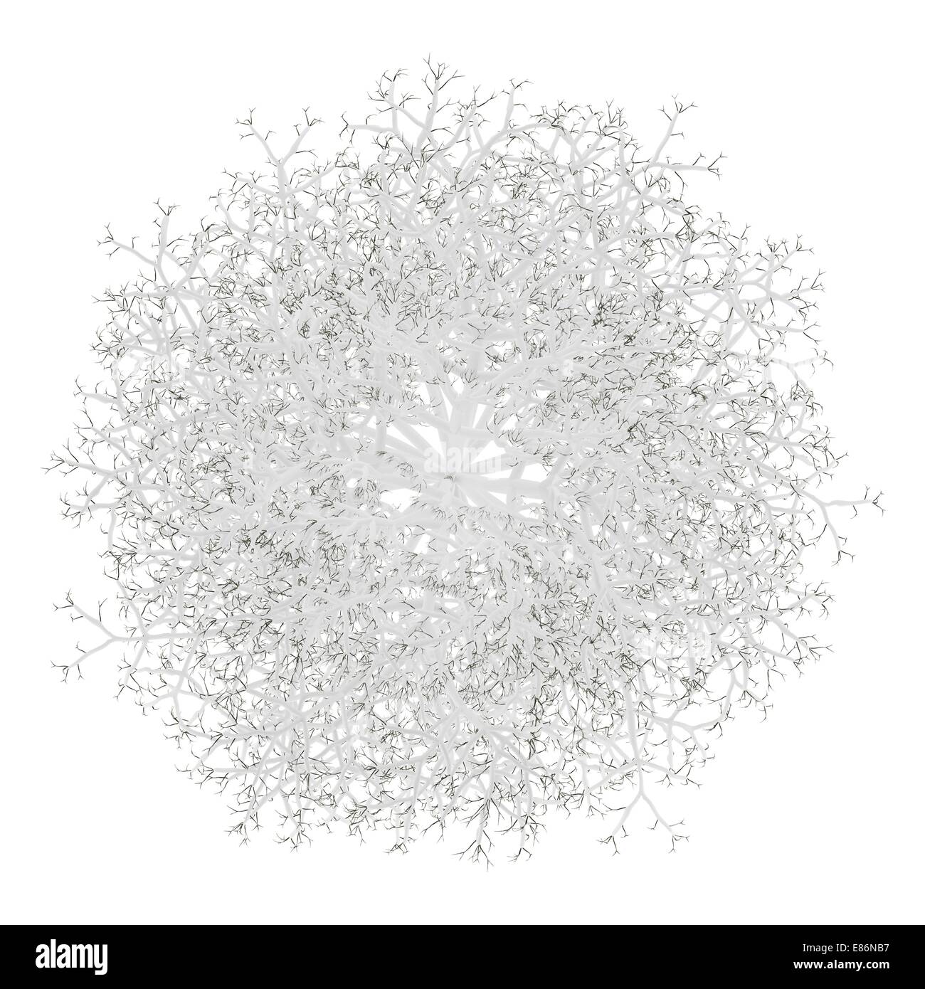 top view of winter birch tree isolated on white background Stock Photo ...