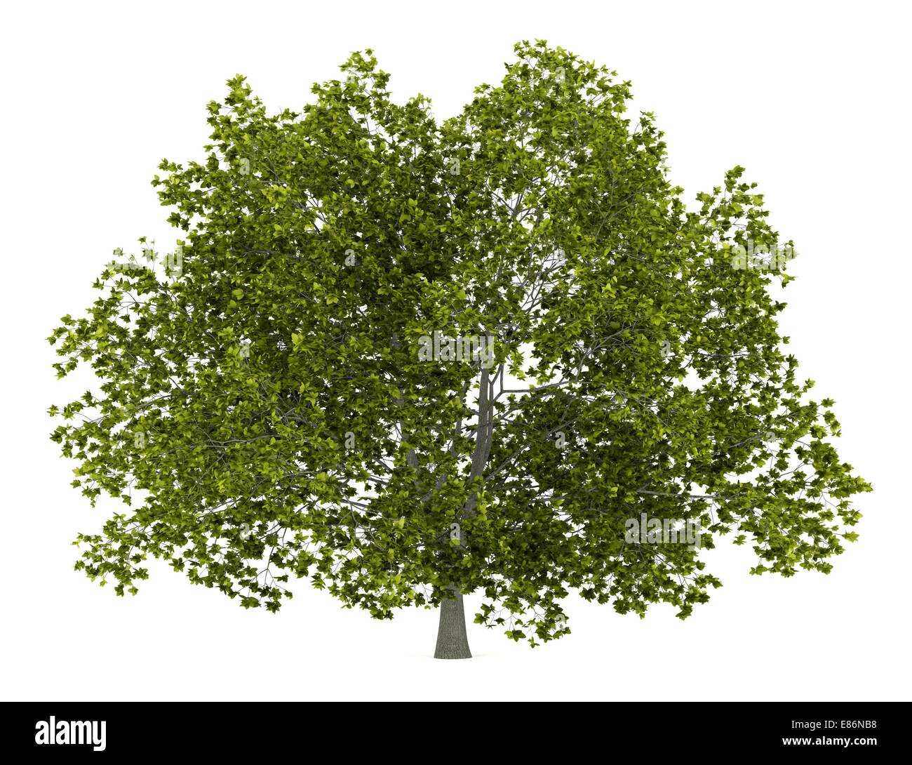 american beech tree isolated on white background Stock Photo - Alamy