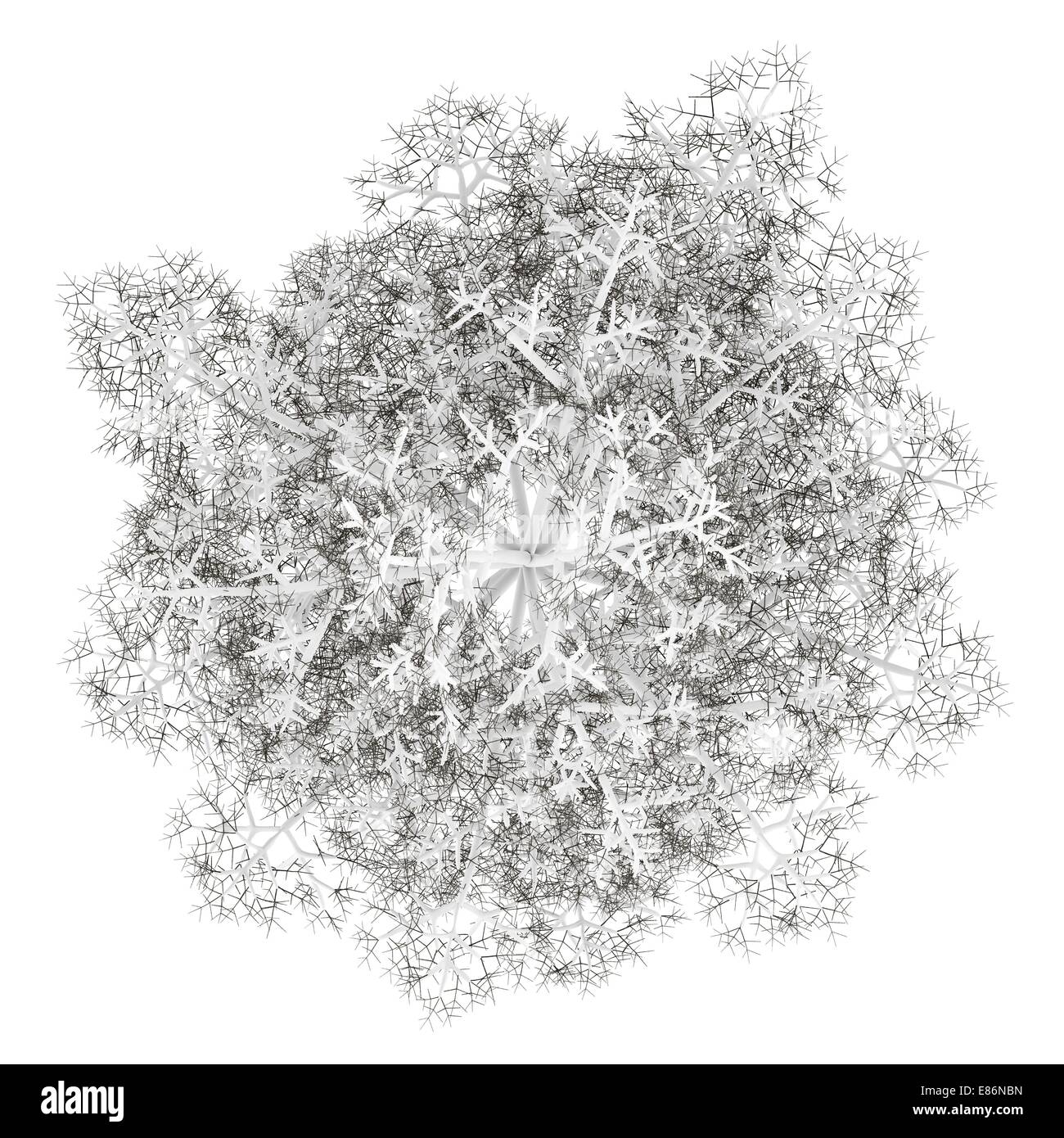 top view of winter common lime tree isolated on white background Stock ...