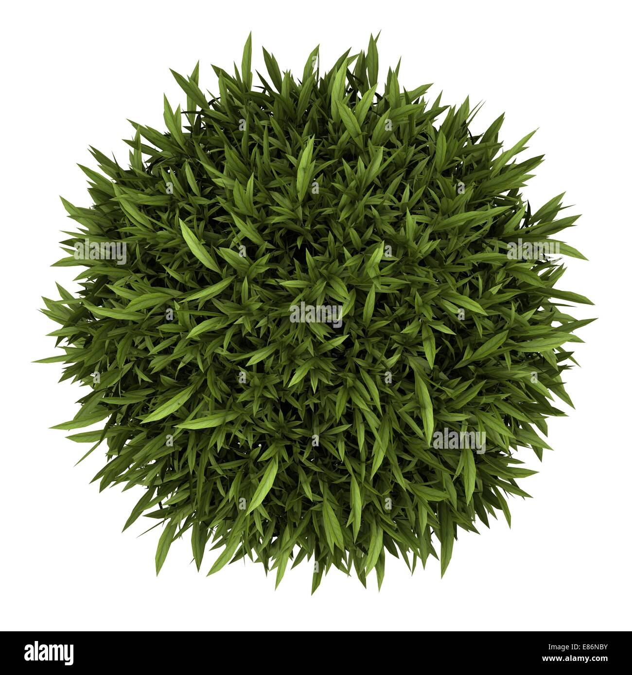 top view of orange tree in pot isolated on white background Stock Photo ...