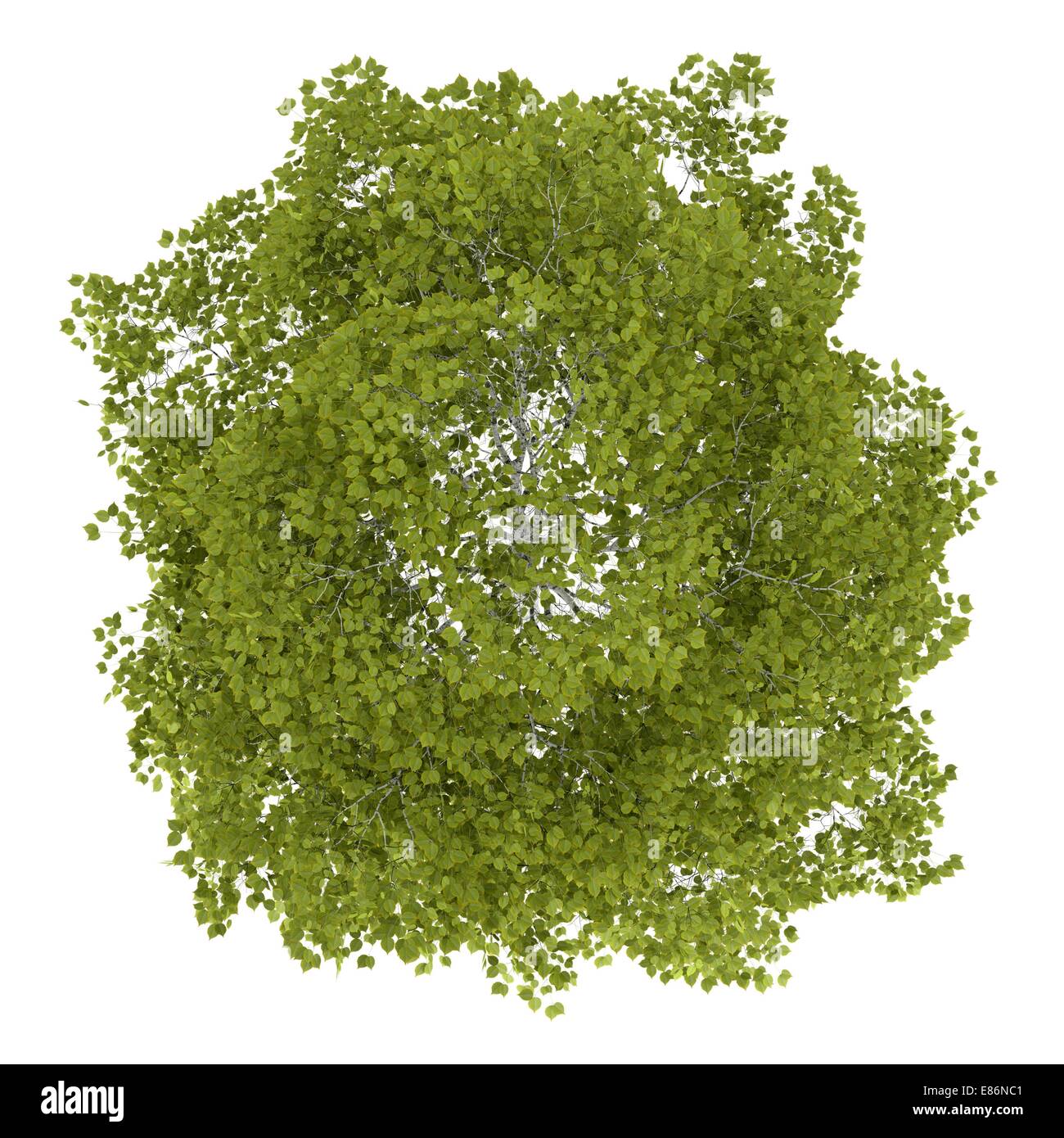 top view of birch tree isolated on white background Stock Photo - Alamy