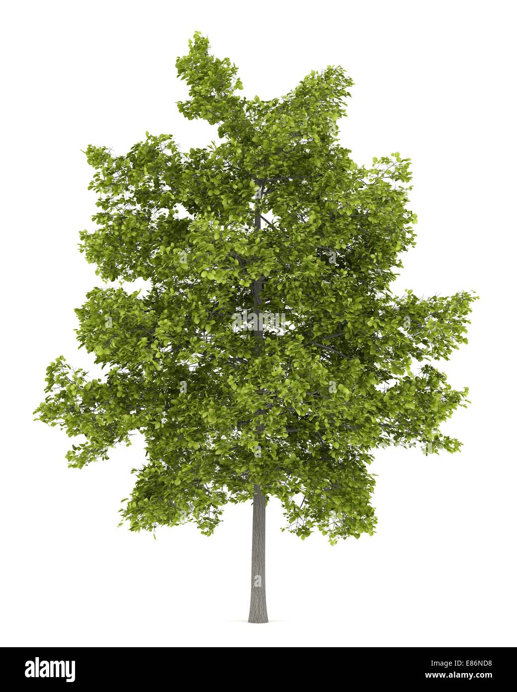 common lime tree isolated on white background Stock Photo - Alamy