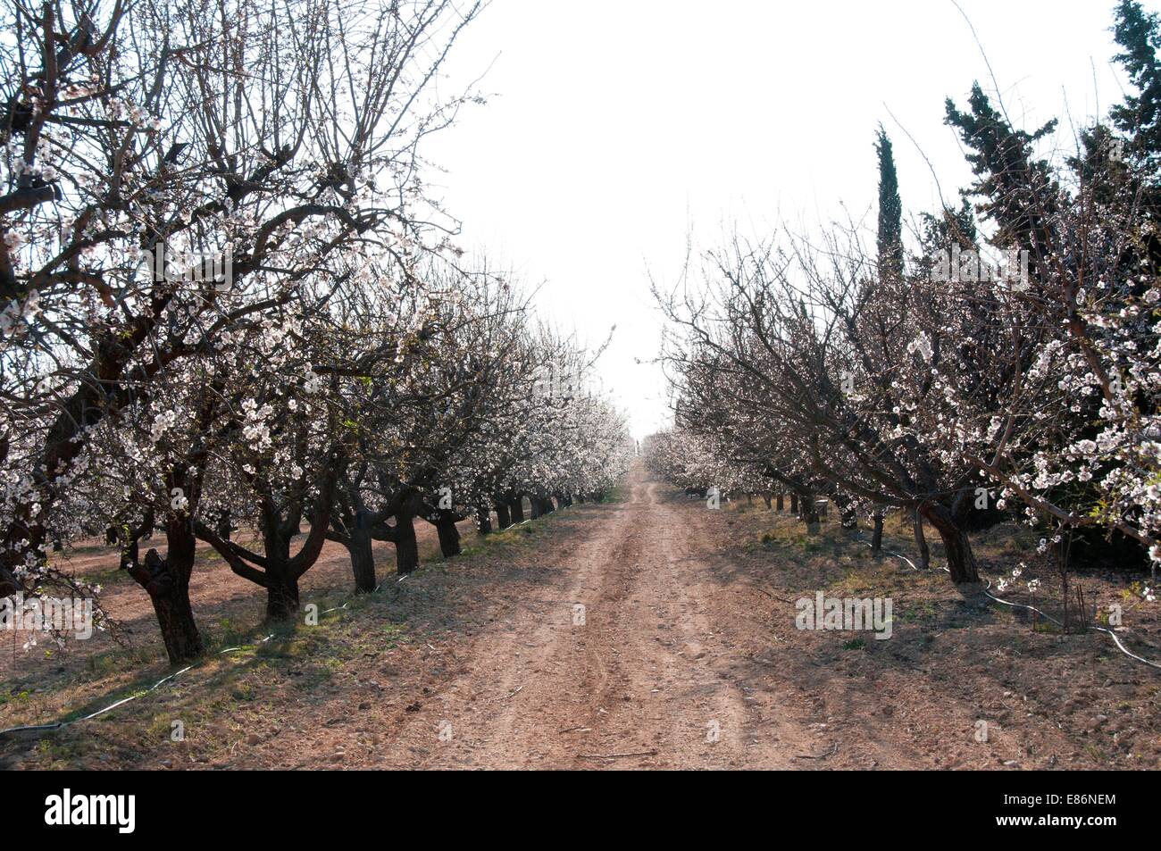 Dead cherry fruit tree hi-res stock photography and images - Alamy