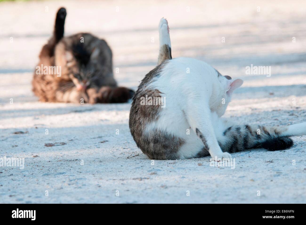 Cats clean themselves hi-res stock photography and images - Alamy