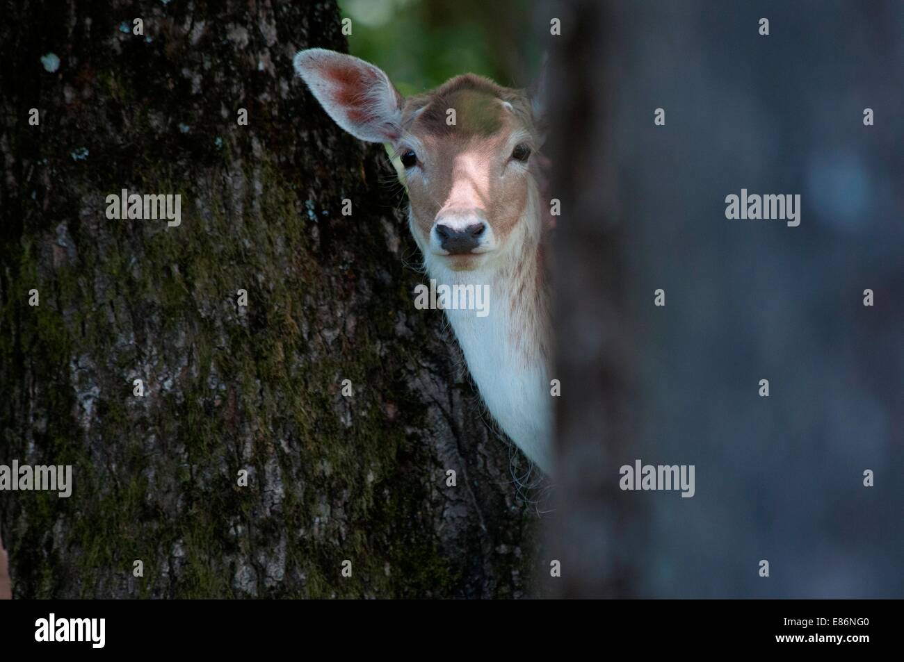 A deer in a woodlands Stock Photo - Alamy