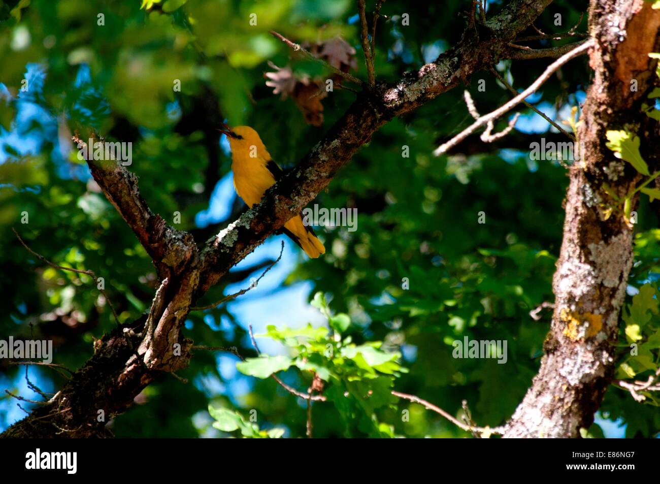 A bird in a tree Stock Photo - Alamy