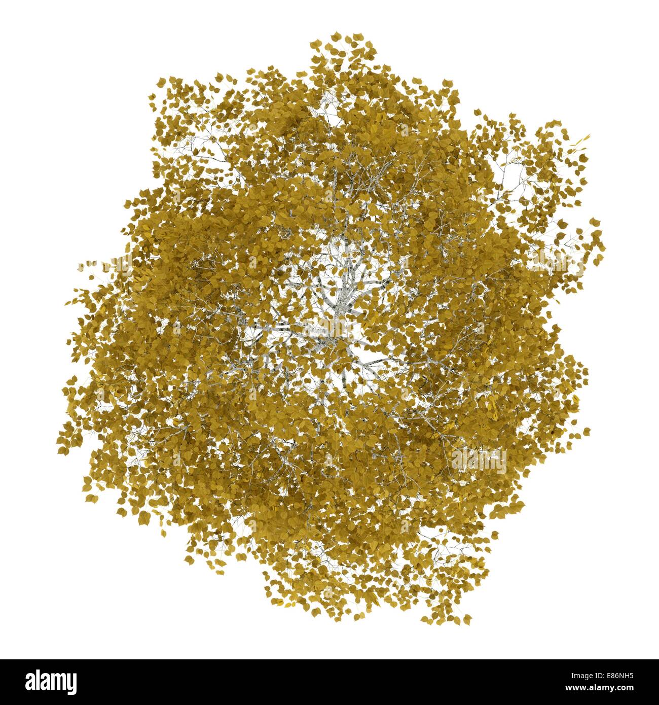 top view of fall birch tree isolated on white background Stock Photo ...