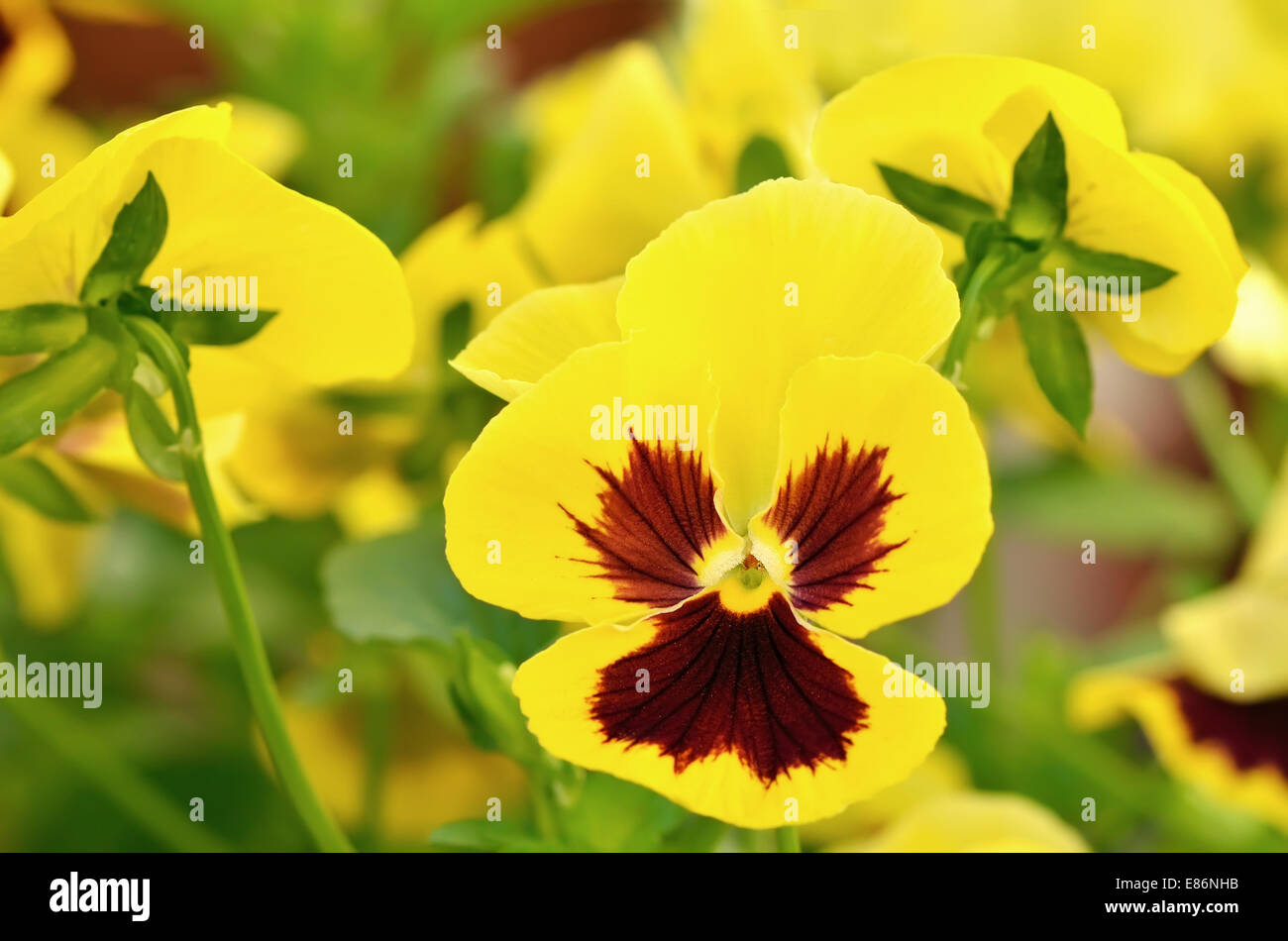 Yellow Viola Flower