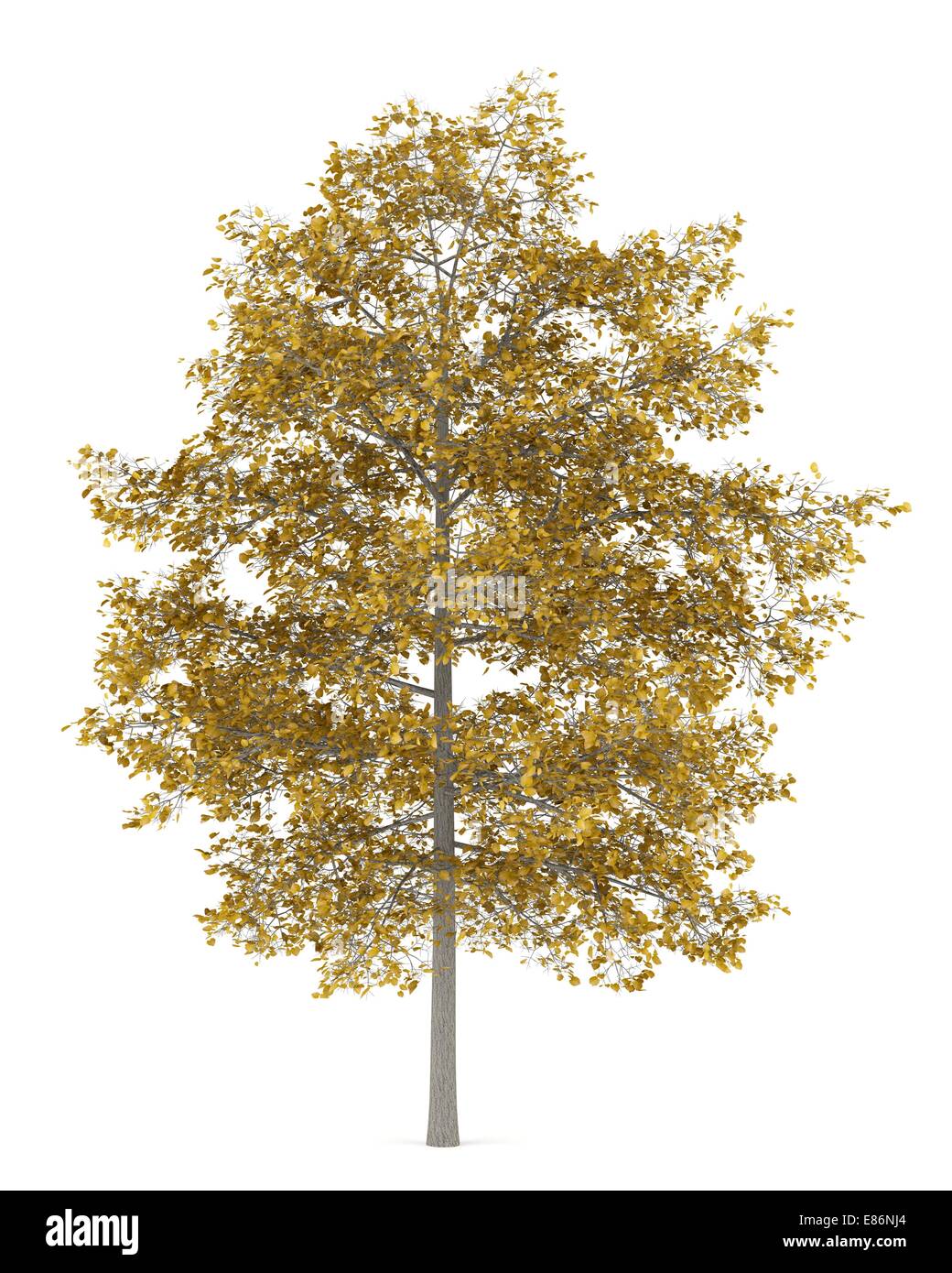 fall common lime tree isolated on white background Stock Photo - Alamy