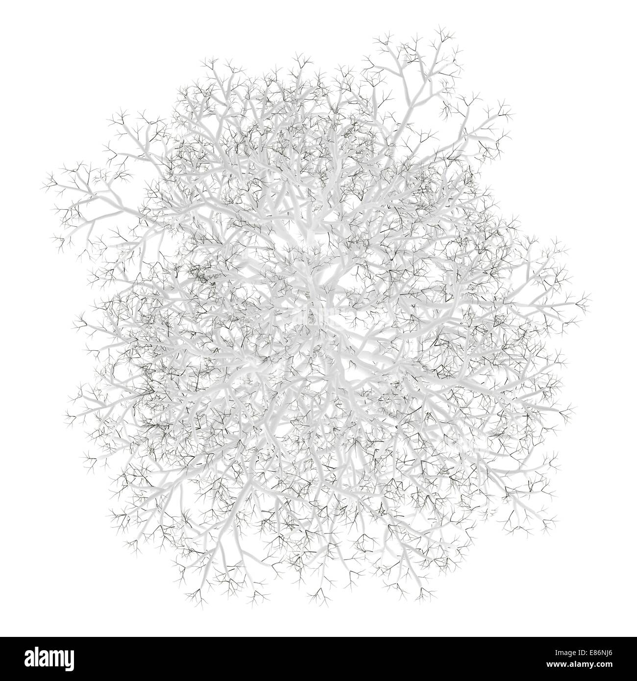 top view of winter birch tree isolated on white background Stock Photo ...