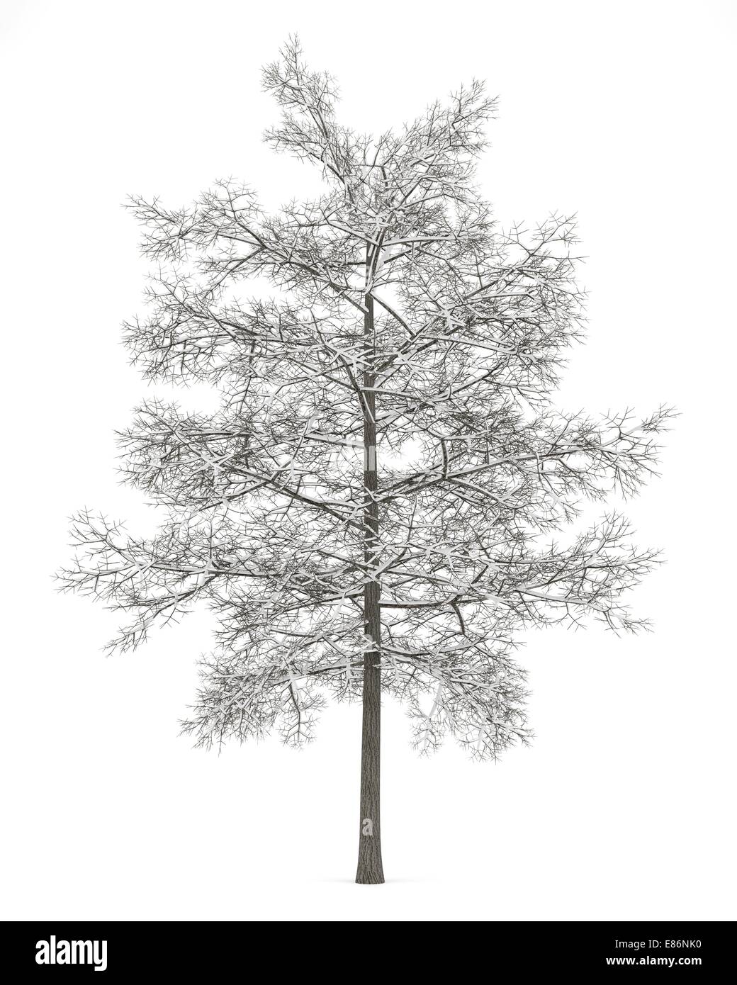 winter common lime tree isolated on white background Stock Photo - Alamy