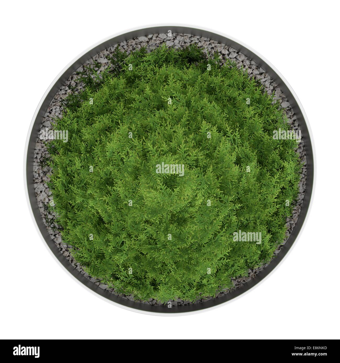 top view of thuja plant in pot isolated on white background Stock Photo ...