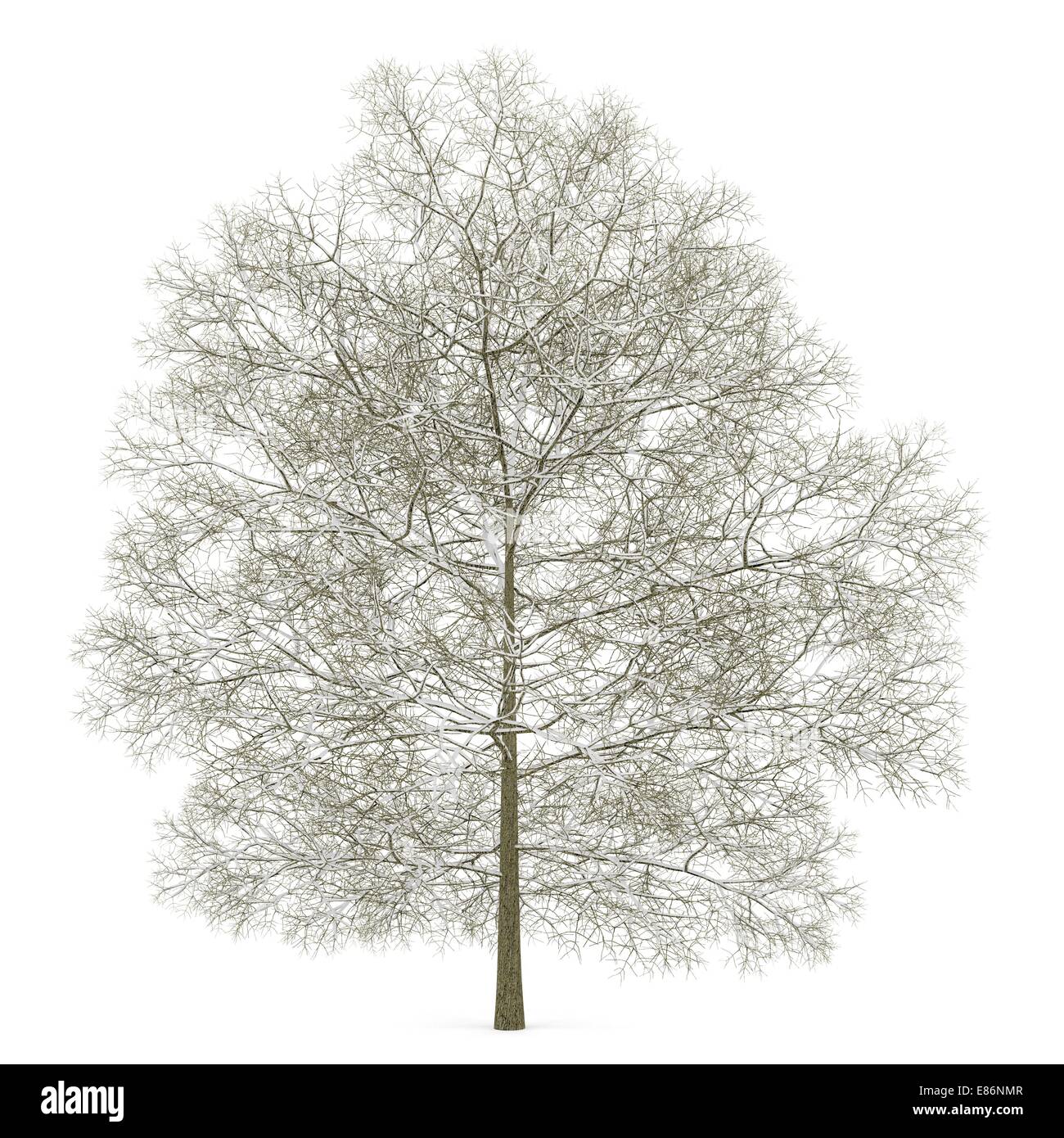 winter chestnut tree isolated on white background Stock Photo - Alamy