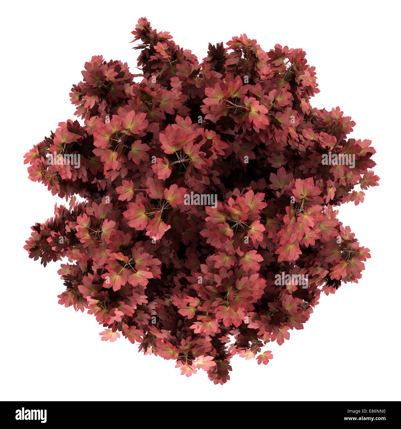 top view of red maple tree isolated on white background Stock Photo - Alamy