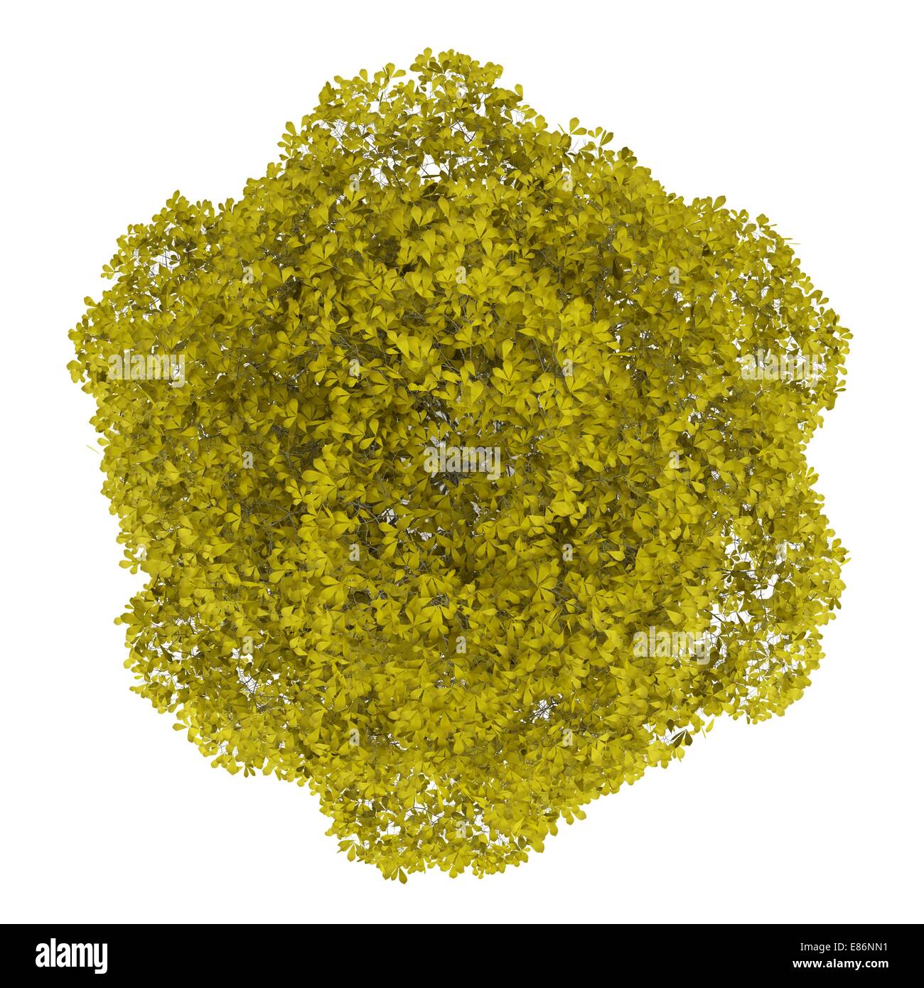 top view of fall chestnut tree isolated on white background Stock Photo ...