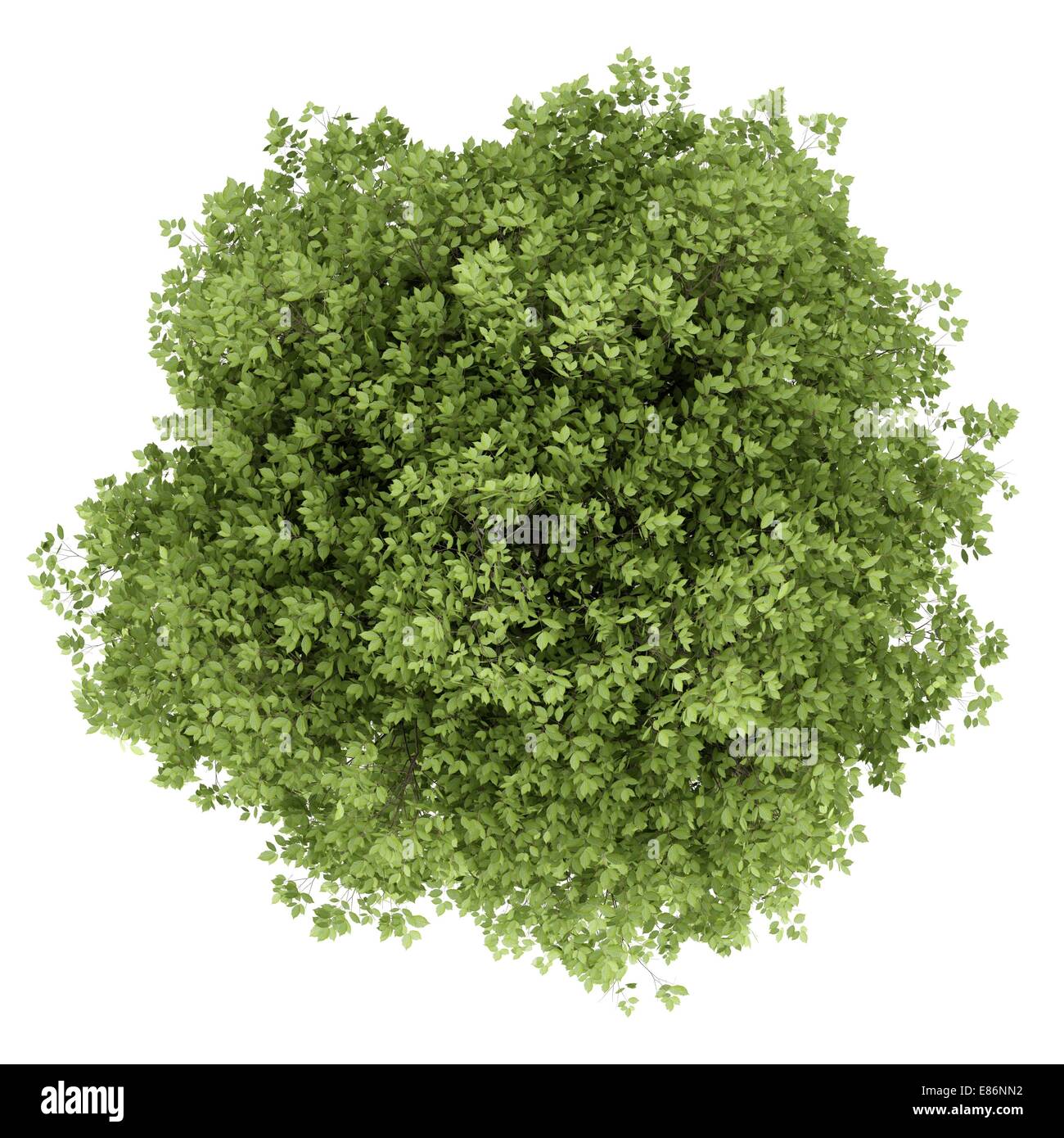 top view of hornbeam tree isolated on white background Stock Photo - Alamy