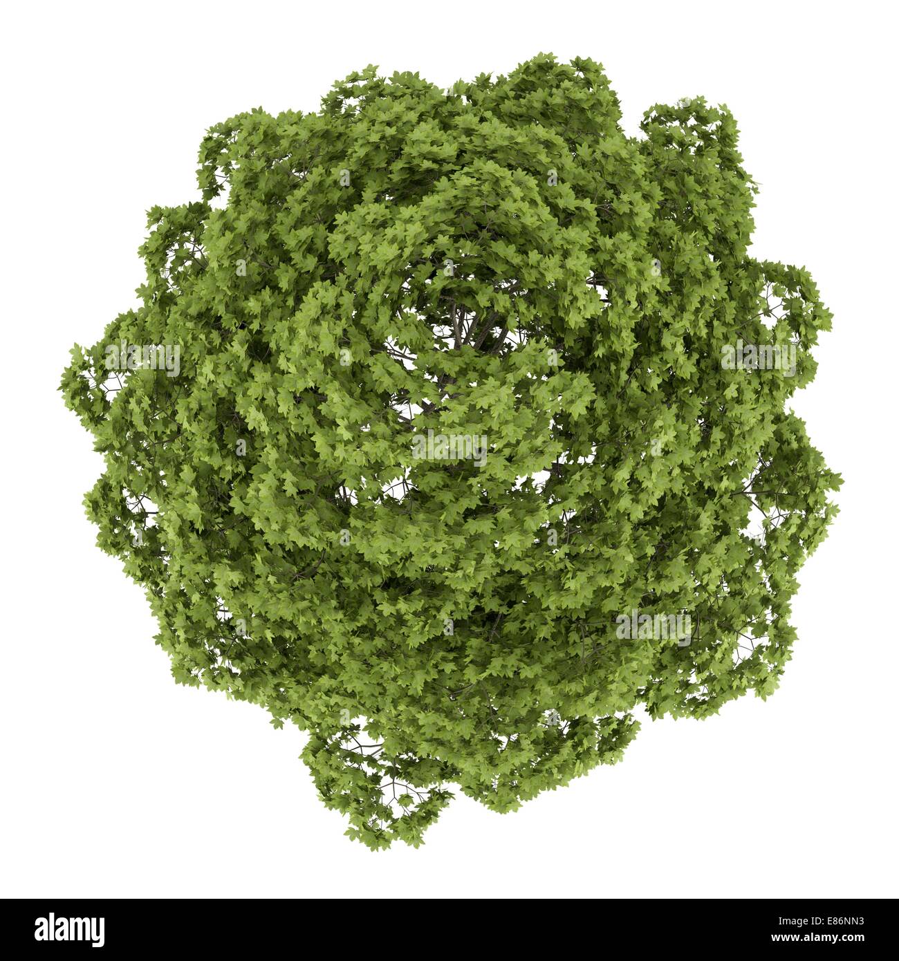 top view of norway maple tree isolated on white background Stock Photo ...