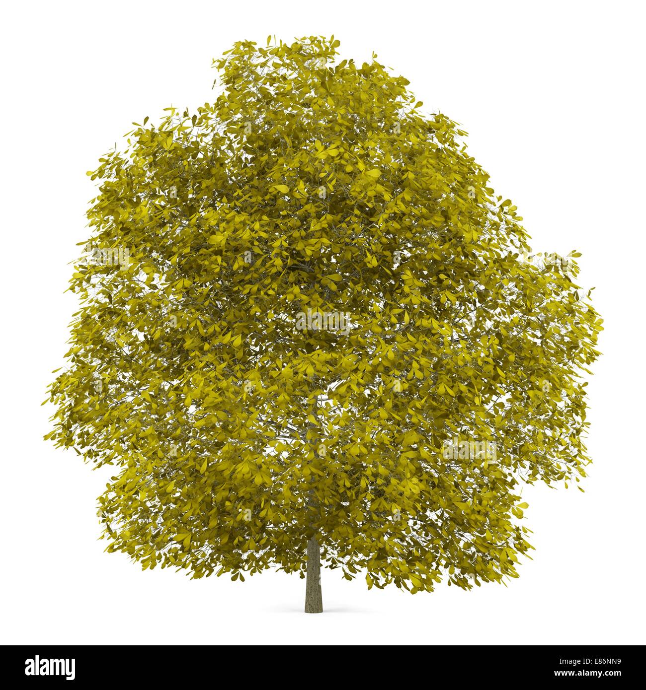 fall chestnut tree isolated on white background Stock Photo - Alamy