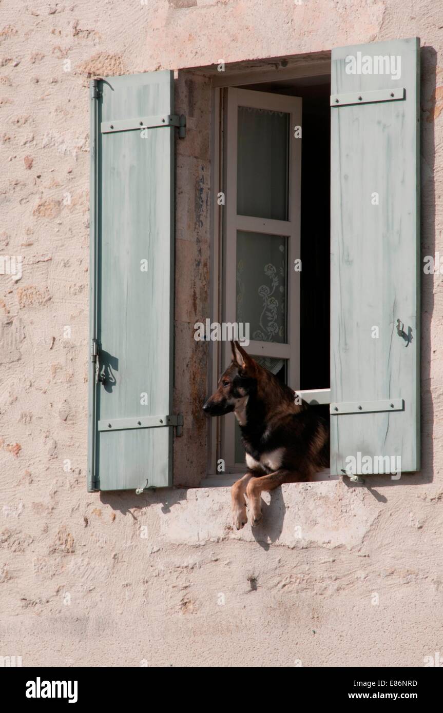 Dog hanging out of a Window Stock Photo - Alamy