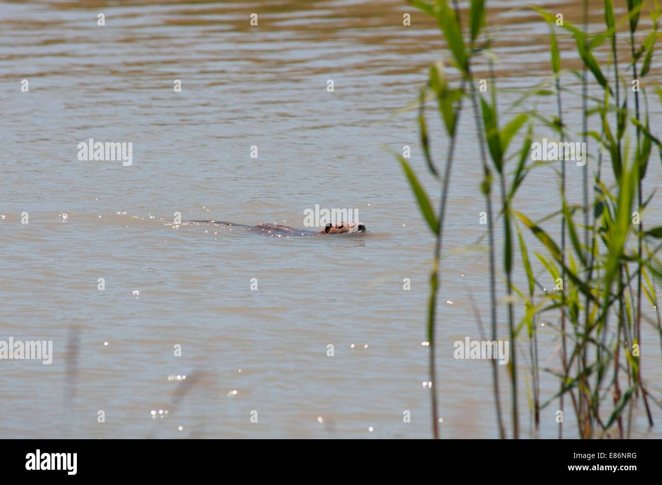 Wide angle of Coypu swimming Stock Photo - Alamy