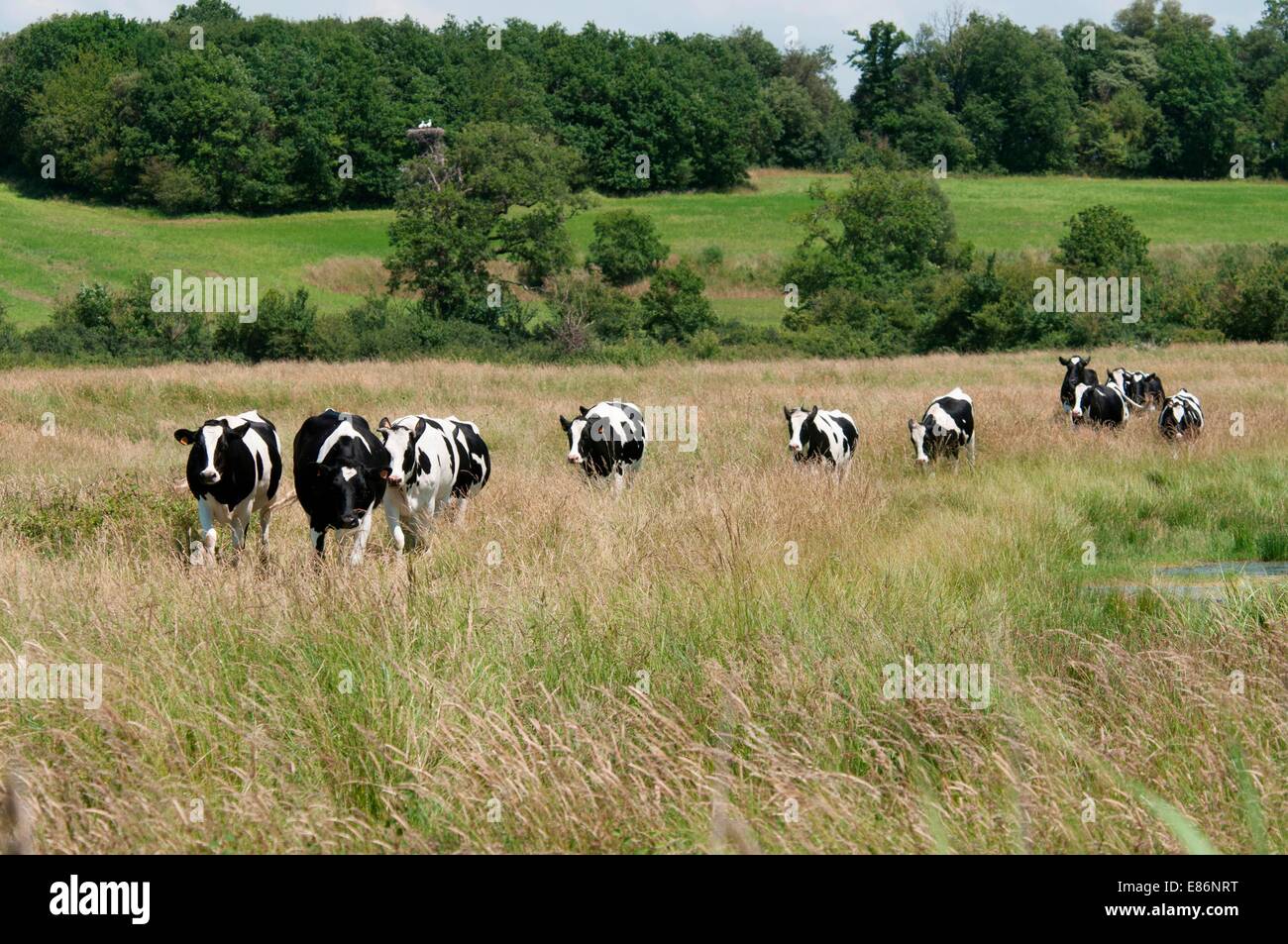Cows in a field Stock Photo - Alamy